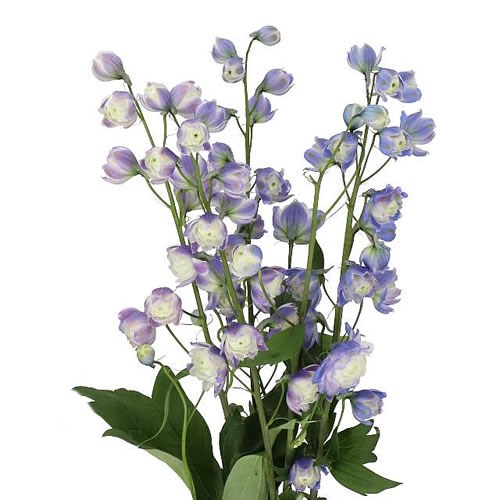 DELPHINIUM HIGHLANDER BOLERO 115cm | Wholesale Dutch Flowers & Florist ...