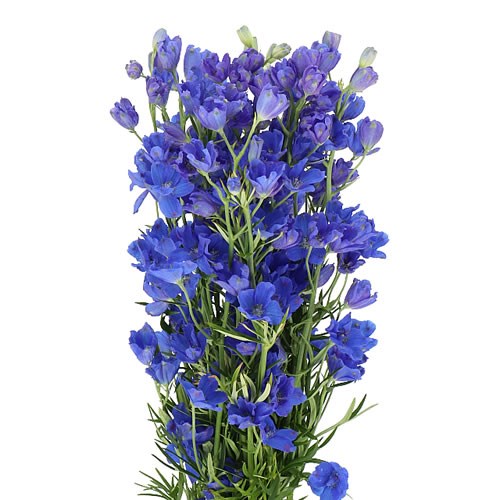 DELPHINIUM JENNY PEARL BLUE 60cm | Wholesale Dutch Flowers & Florist ...