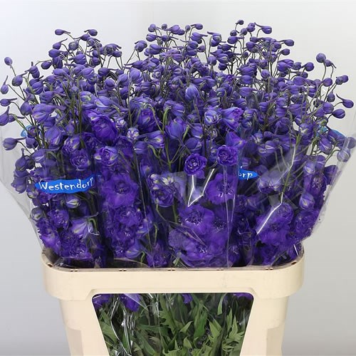 DELPHINIUM KISSI DARK PURPLE 100cm | Wholesale Dutch Flowers & Florist ...