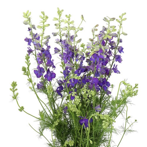 DELPHINIUM LARKSPUR AJA. DARK BLUE 70cm | Wholesale Dutch Flowers ...
