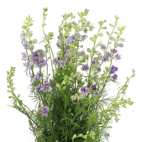 DELPHINIUM LARKSPUR AJA. SYDNEY BLUE PICOTEE 90cm | Wholesale Dutch ...