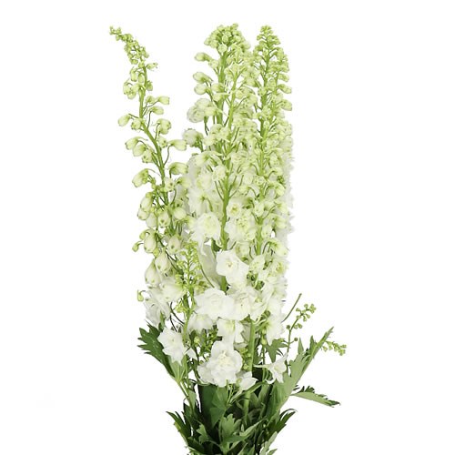DELPHINIUM MAGIC FOUNTAIN WHITE 70cm | Wholesale Dutch Flowers ...