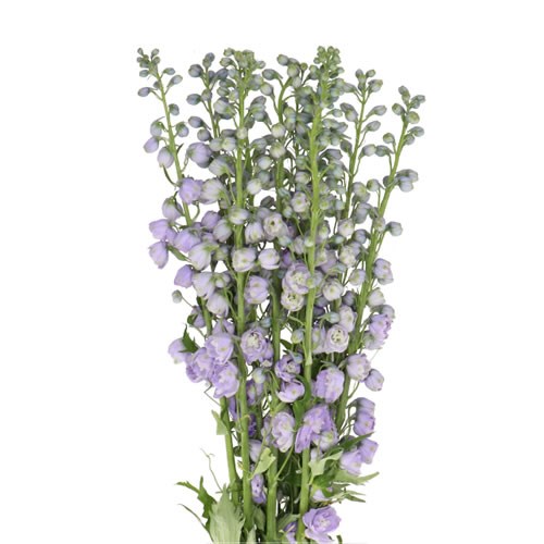 DELPHINIUM MAGICAL FOUNTAINS LAVENDER 70cm | Wholesale Dutch Flowers ...