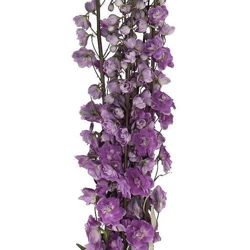 DELPHINIUM MOJO MAGENTA 100cm | Wholesale Dutch Flowers & Florist ...