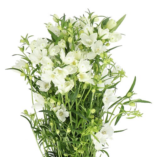 DELPHINIUM MORPHO SILKY WHITE 60cm | Wholesale Dutch Flowers & Florist ...