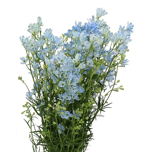 DELPHINIUM MORPHO SKY BLUE 60cm | Wholesale Dutch Flowers & Florist ...