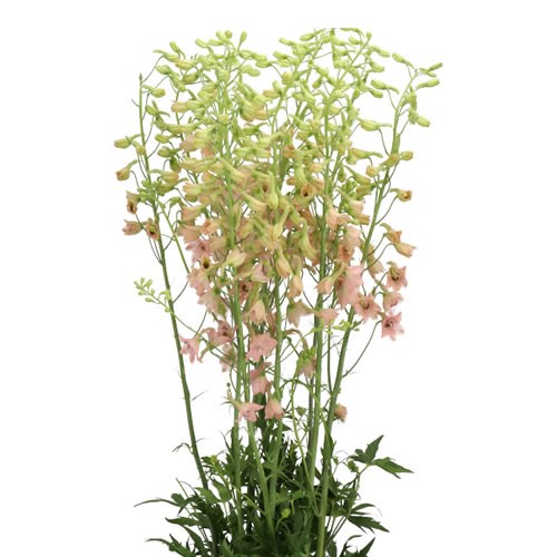 DELPHINIUM PREMIUM PINK SENSATION 80cm | Wholesale Dutch Flowers ...