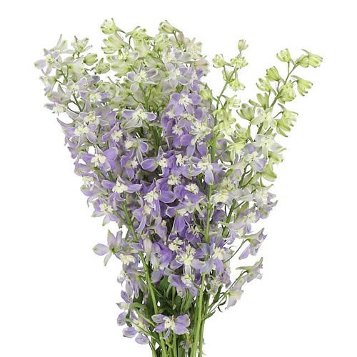 DELPHINIUM TRICK LAVENDER 80cm | Wholesale Dutch Flowers & Florist ...