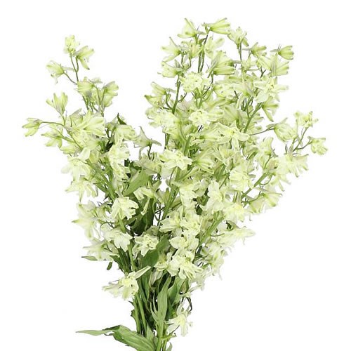 DELPHINIUM TRICK YELLOW 80cm | Wholesale Dutch Flowers & Florist ...