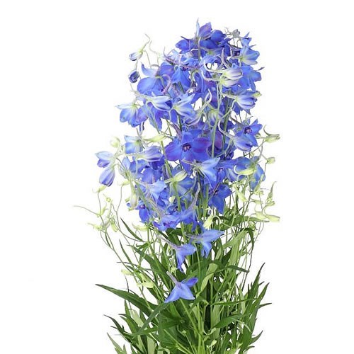 DELPHINIUM VOLKERFRIEDEN 50cm | Wholesale Dutch Flowers & Florist ...