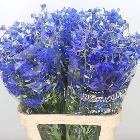 DELPHINIUM VOLKERFRIEDEN 60cm | Wholesale Dutch Flowers & Florist ...