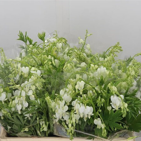 DICENTRA SPECTABILIS ALBA 50cm | Wholesale Dutch Flowers & Florist ...