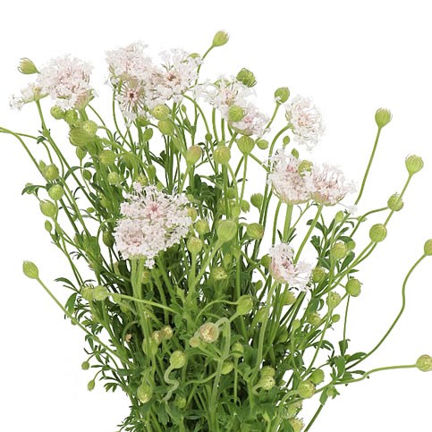 DIDISCUS LIGHT PINK 60cm | Wholesale Dutch Flowers & Florist Supplies UK