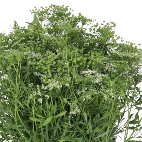 DILLE WHITE 80cm | Wholesale Dutch Flowers & Florist Supplies UK