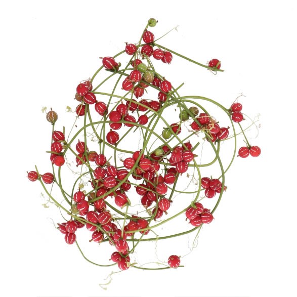 DIPLOCYCLOS VINE RED (7M) 700cm | Wholesale Dutch Flowers & Florist ...