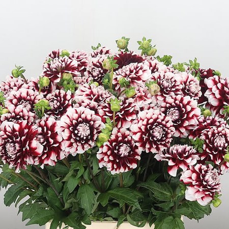 Dahlia Checkers 50cm | Wholesale Dutch Flowers & Florist Supplies UK
