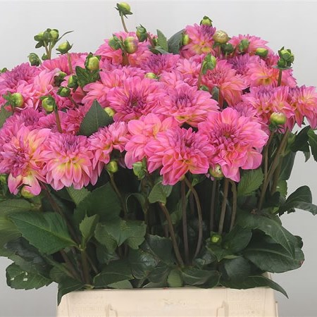 Dahlia Esli 45cm | Wholesale Dutch Flowers & Florist Supplies UK