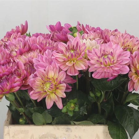 Dahlia Pink Magic Striped 35cm | Wholesale Dutch Flowers & Florist ...