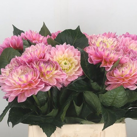Dahlia Pink Magic Striped 40cm | Wholesale Dutch Flowers & Florist ...