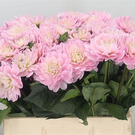 Dahlia Princess Kate 60cm | Wholesale Dutch Flowers & Florist Supplies UK