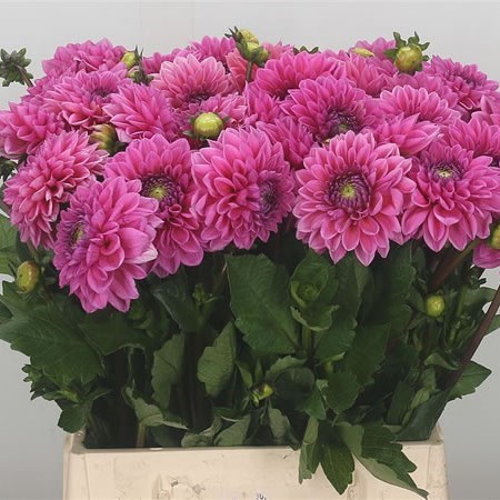 Dahlia Sandra 58cm | Wholesale Dutch Flowers & Florist Supplies UK