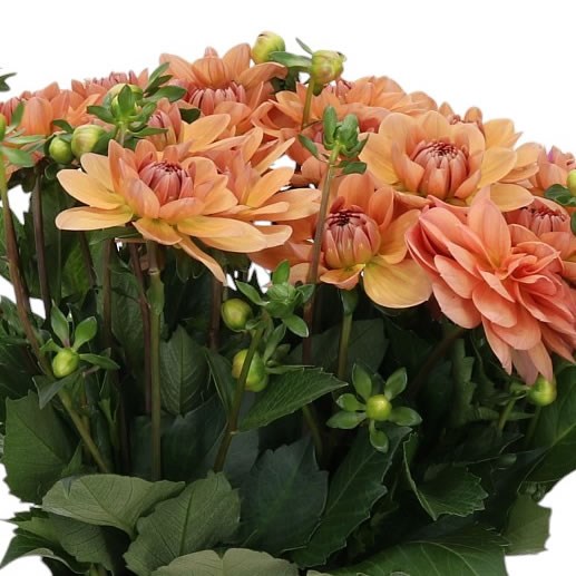 Dahlia Yvonne Geerlings 55cm | Wholesale Dutch Flowers & Florist ...