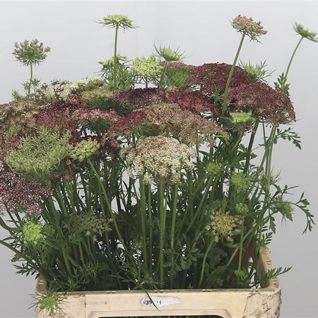 Daucus Carota 65cm | Wholesale Dutch Flowers & Florist Supplies UK