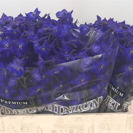 Delphinium Atlantis 55cm | Wholesale Dutch Flowers & Florist Supplies UK