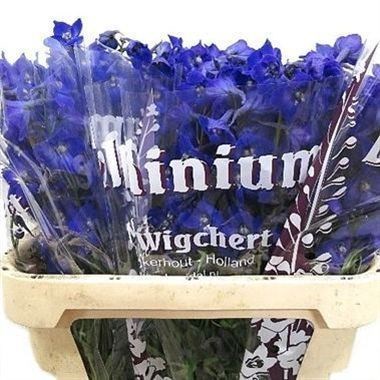 Delphinium Atlantis 70cm | Wholesale Dutch Flowers & Florist Supplies UK