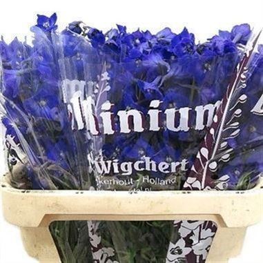 Delphinium Atlantis 80cm | Wholesale Dutch Flowers & Florist Supplies UK