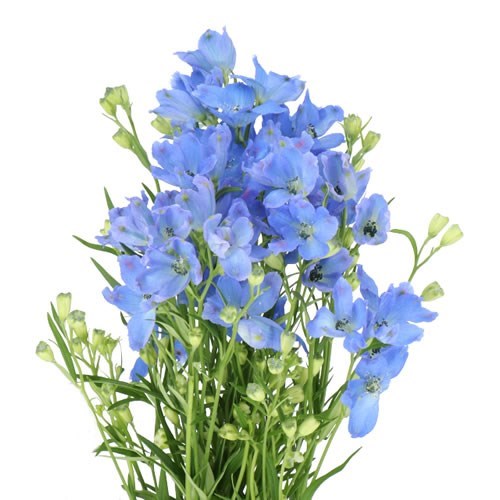 Delphinium Energy Blue 60cm | Wholesale Dutch Flowers & Florist Supplies UK
