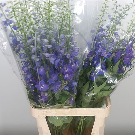 Delphinium Guardian Blue 110cm | Wholesale Dutch Flowers & Florist ...