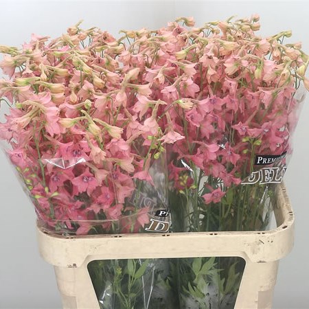 Delphinium Peach Sensation 85cm | Wholesale Dutch Flowers & Florist ...