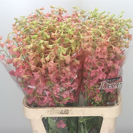 Delphinium Peach Sensation 90cm | Wholesale Dutch Flowers & Florist ...