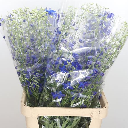 Delphinium Volkerfrieden 100cm | Wholesale Dutch Flowers & Florist ...