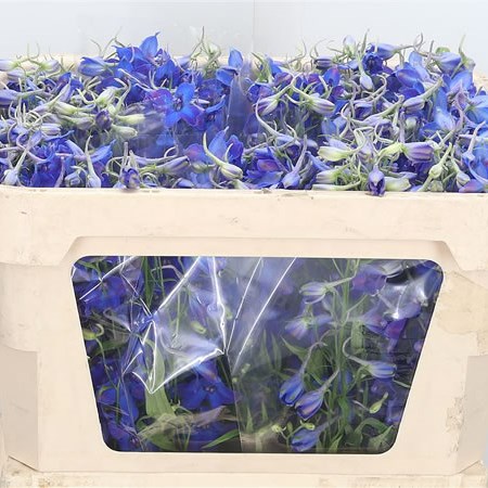 Delphinium Volkerfrieden 60cm | Wholesale Dutch Flowers & Florist ...