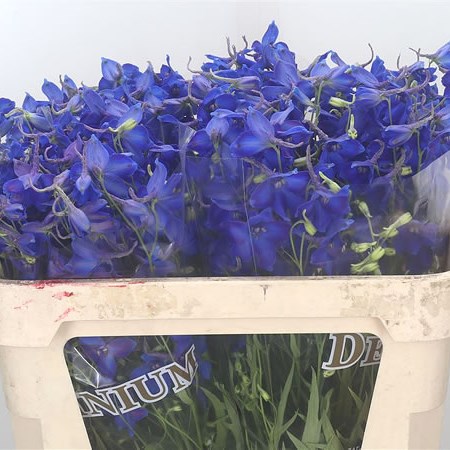 Delphinium Volkerfrieden 70cm | Wholesale Dutch Flowers & Florist ...