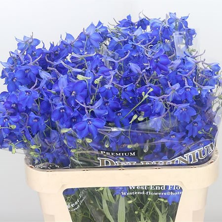 Delphinium Volkerfrieden 80cm | Wholesale Dutch Flowers & Florist ...