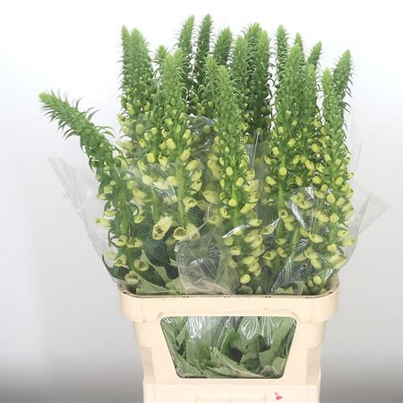 Digitalis Camelot Cream 100cm | Wholesale Dutch Flowers & Florist ...