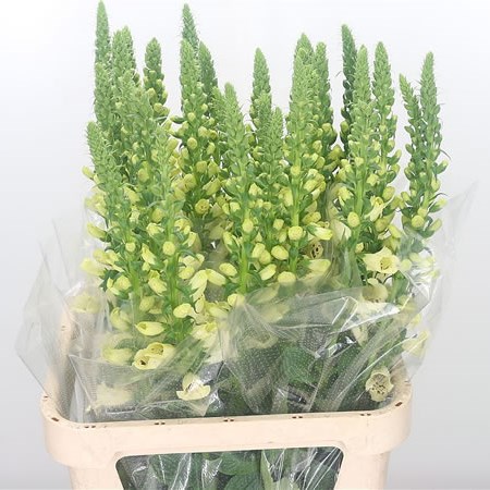 Digitalis Camelot Cream 90cm | Wholesale Dutch Flowers & Florist ...