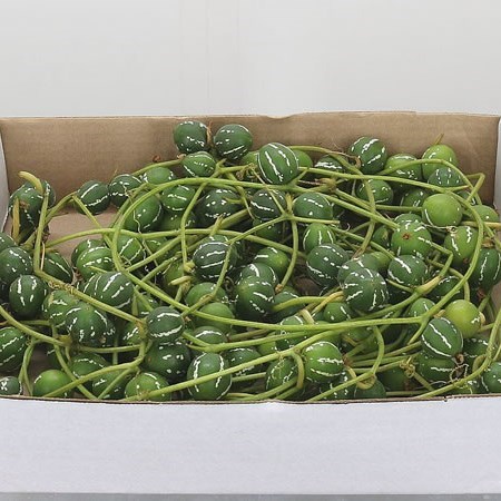 Diplocyclus Green Vine 900cm | Wholesale Dutch Flowers & Florist ...