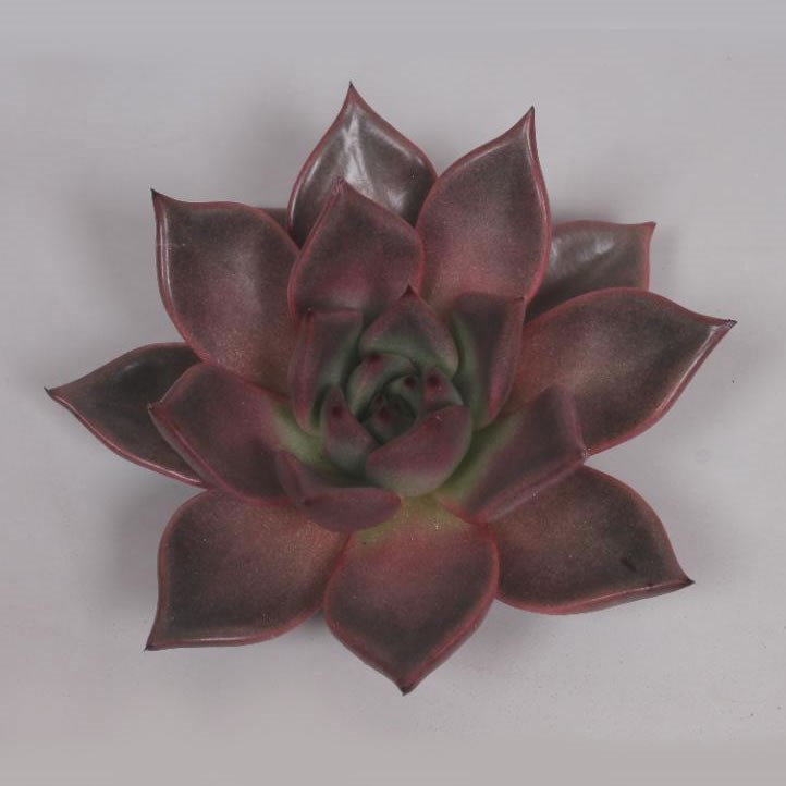 ECHEVERIA TAURUS 9cm | Wholesale Dutch Flowers & Florist Supplies UK