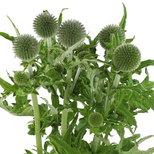 ECHINOPS RITRO 80cm | Wholesale Dutch Flowers & Florist Supplies UK