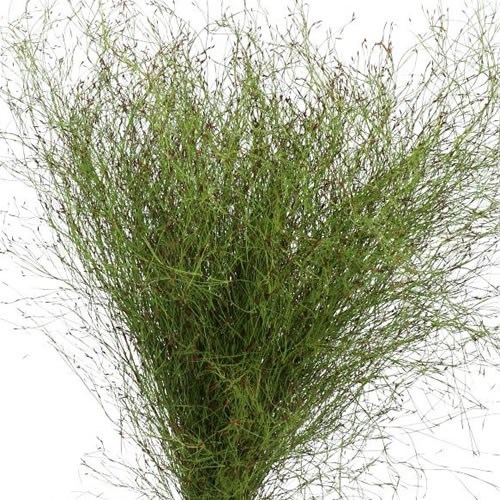 EMU FEATHER 80cm | Wholesale Dutch Flowers & Florist Supplies UK