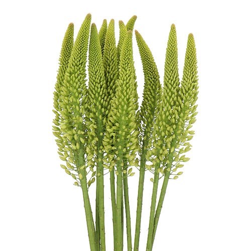 EREMURUS LINE DANCE 110cm | Wholesale Dutch Flowers & Florist Supplies UK