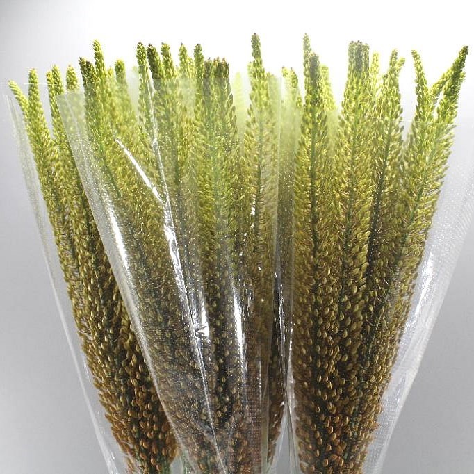 EREMURUS RUMBA 130cm | Wholesale Dutch Flowers & Florist Supplies UK
