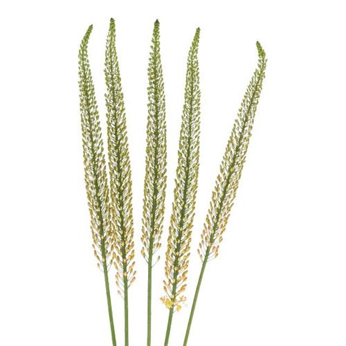 EREMURUS RUMBA 140cm | Wholesale Dutch Flowers & Florist Supplies UK