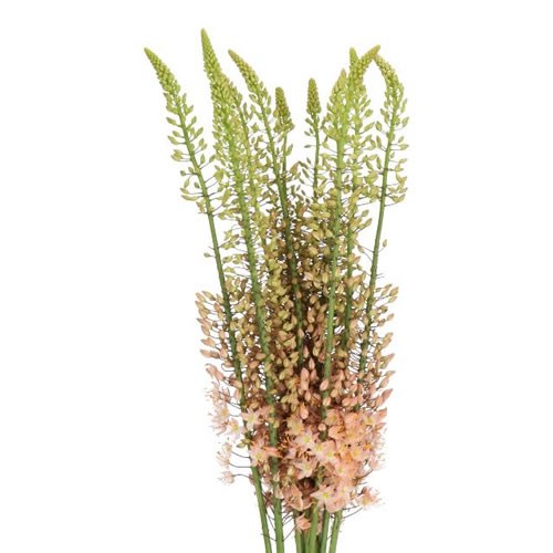EREMURUS SHELFORD PINK STAR 130cm | Wholesale Dutch Flowers & Florist ...