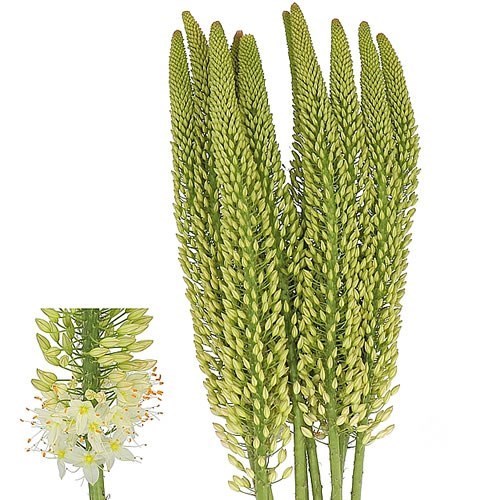 EREMURUS WHITE BEAUTY FAVORITE 120cm | Wholesale Dutch Flowers ...