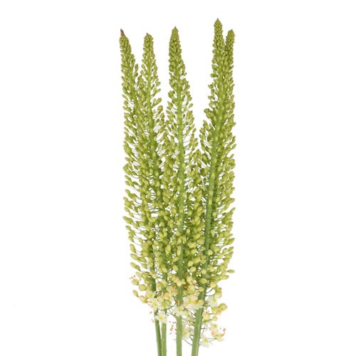 EREMURUS WHITE CLEOPATRA 120cm | Wholesale Dutch Flowers & Florist ...